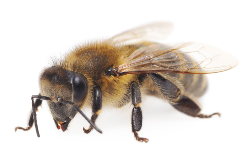 Sinnesorgane der Biene zur Auffindung einer Futterquelle - Imkerei Heiser
